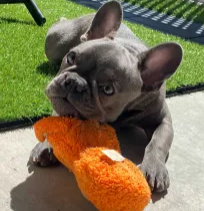 ApeStore - Trade Coinbase Dog on Base with low fees and convenience