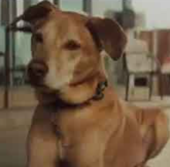 ApeStore - Trade Coinbase Dog on Base with low fees and convenience