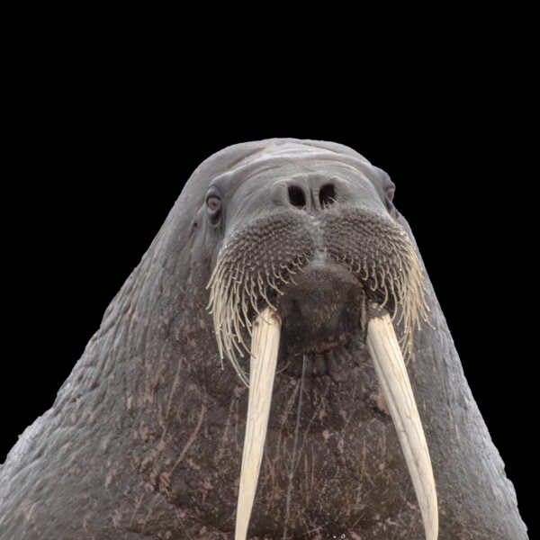 ApeStore - Trade TUSK THE WALRUS on Base with low fees and convenience