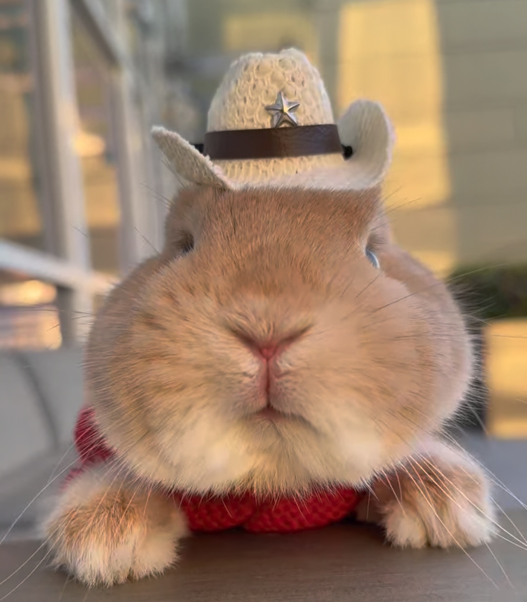 ApeStore - Trade REESY The Cowboy Bunny on Base with low fees and ...