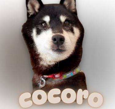 ApeStore - Trade COCORO on Base with low fees and convenience