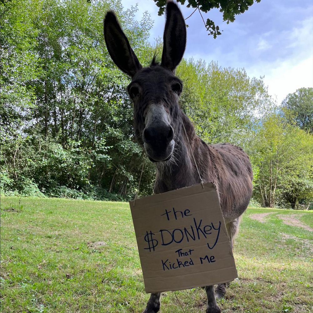 ApeStore - Trade The Donkey that kicked me on Base with low fees and ...