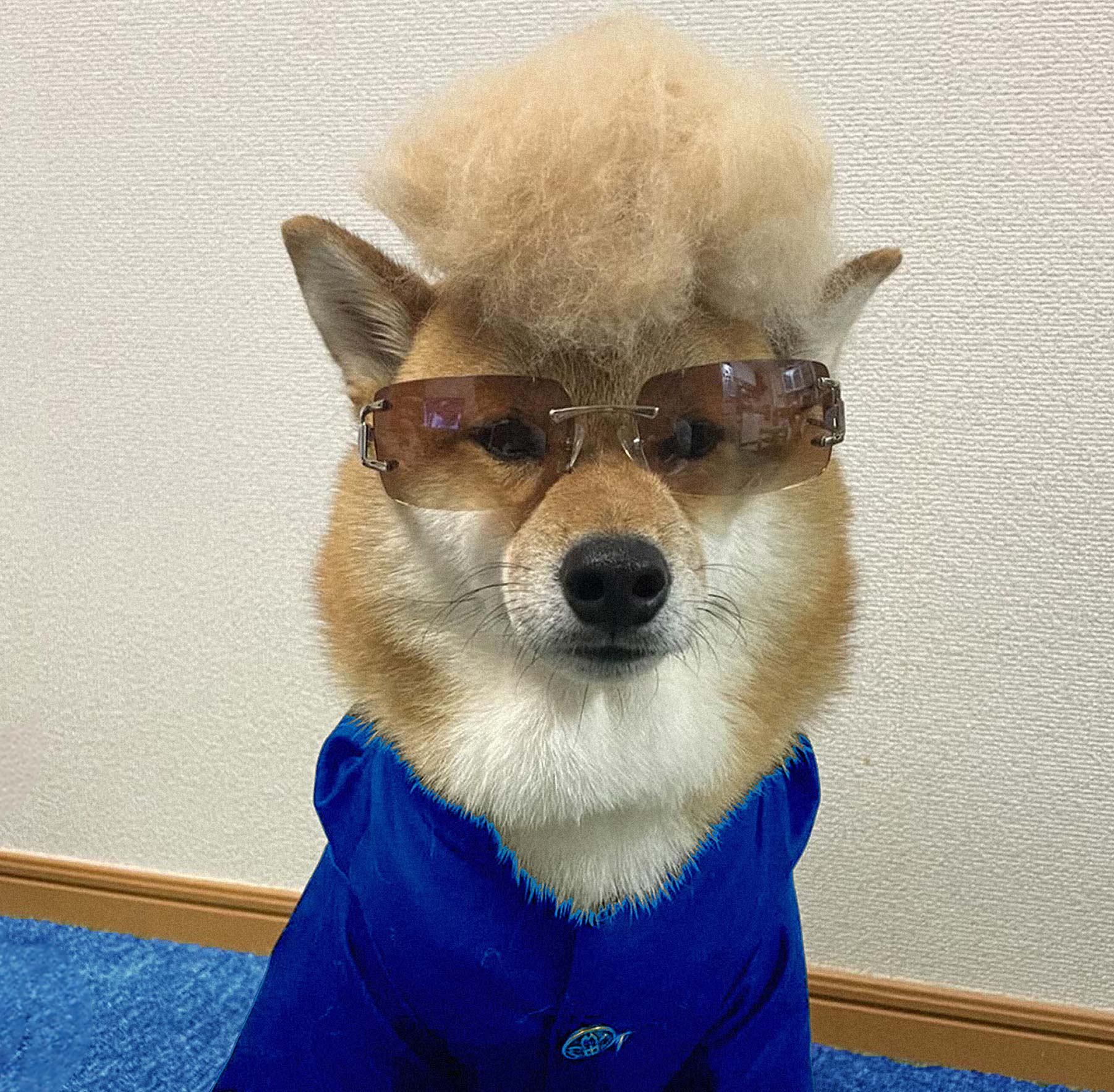 ApeStore - Trade dog wif qwif on Base with low fees and convenience